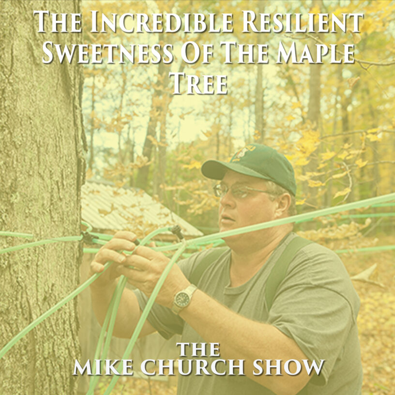 The Incredible Resilient Sweetness Of The Maple Tree - CRUSADE MAX